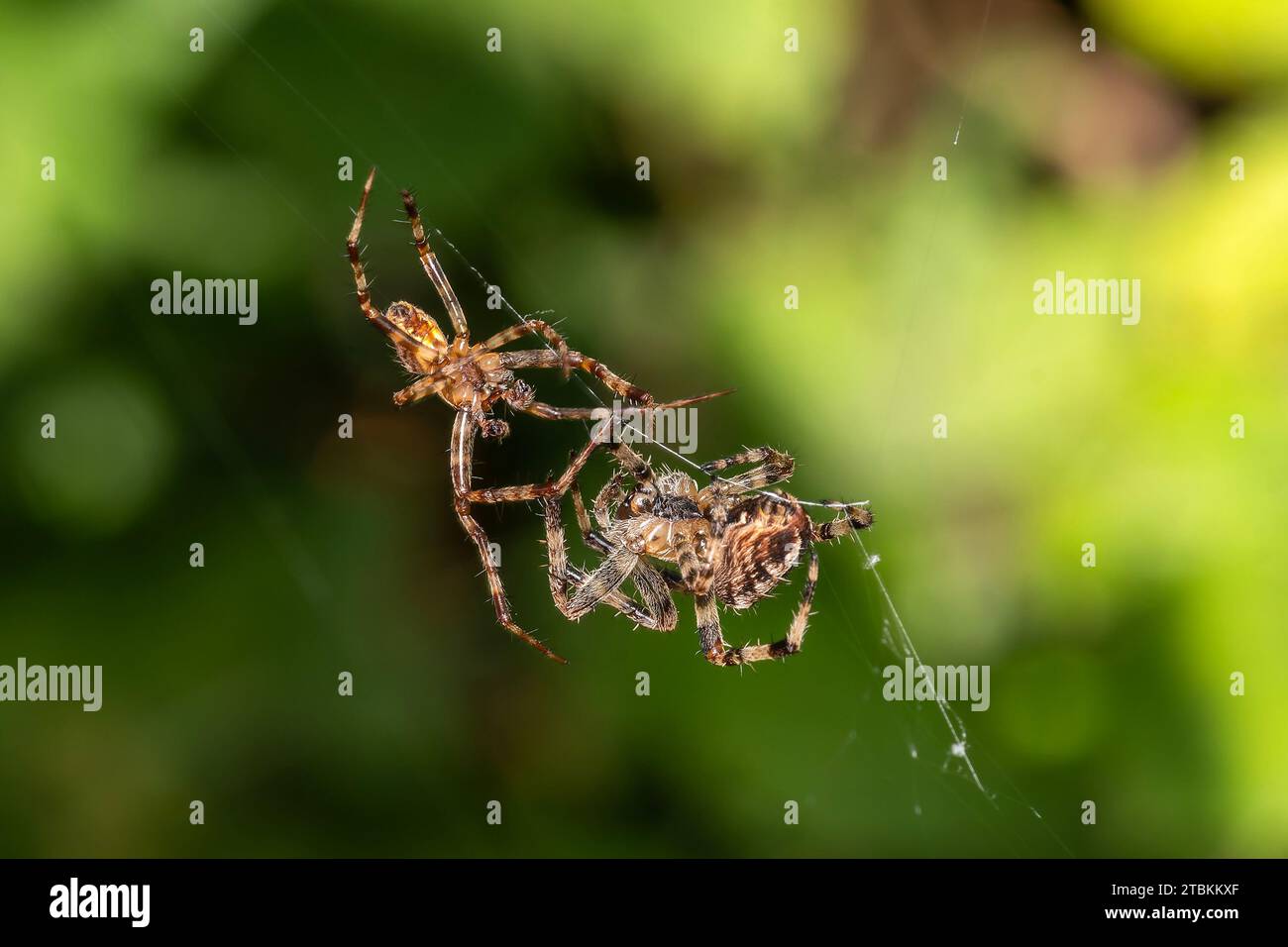 Araneus diadematus, garden cross orb weaver spider male and female ...