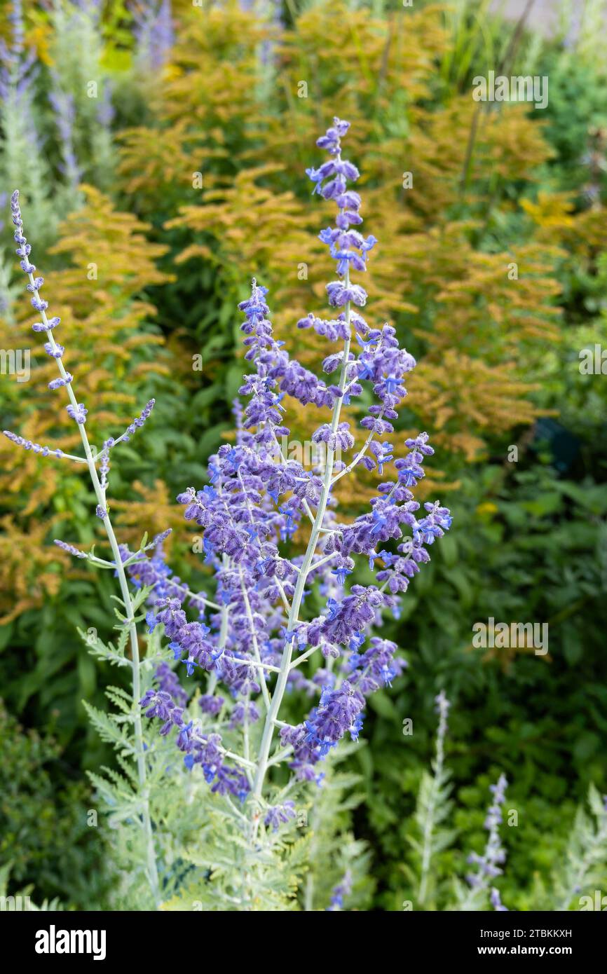 Perovskia 'Blue Spire' a late summer flowering plant with a blue purple ...