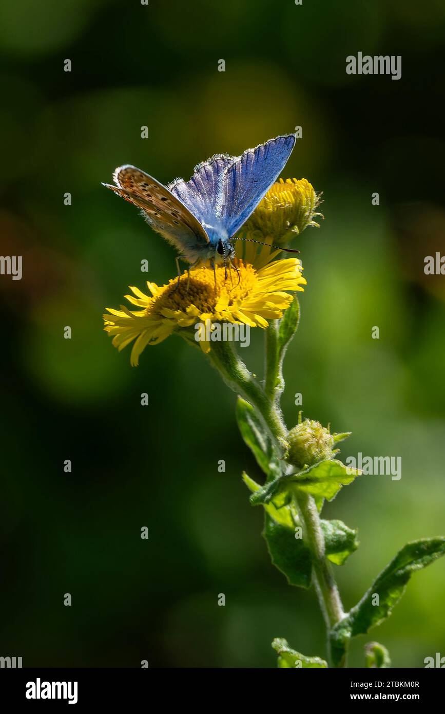 Common Blue Butterfly (Polyommatus icarus) with its wings outstretched ...
