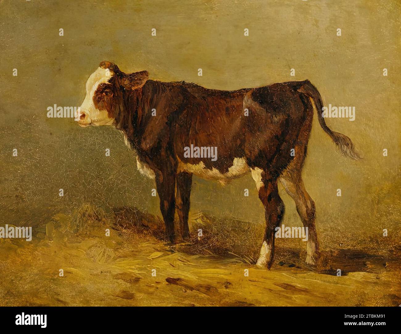 Late 19th century cow hi-res stock photography and images - Alamy