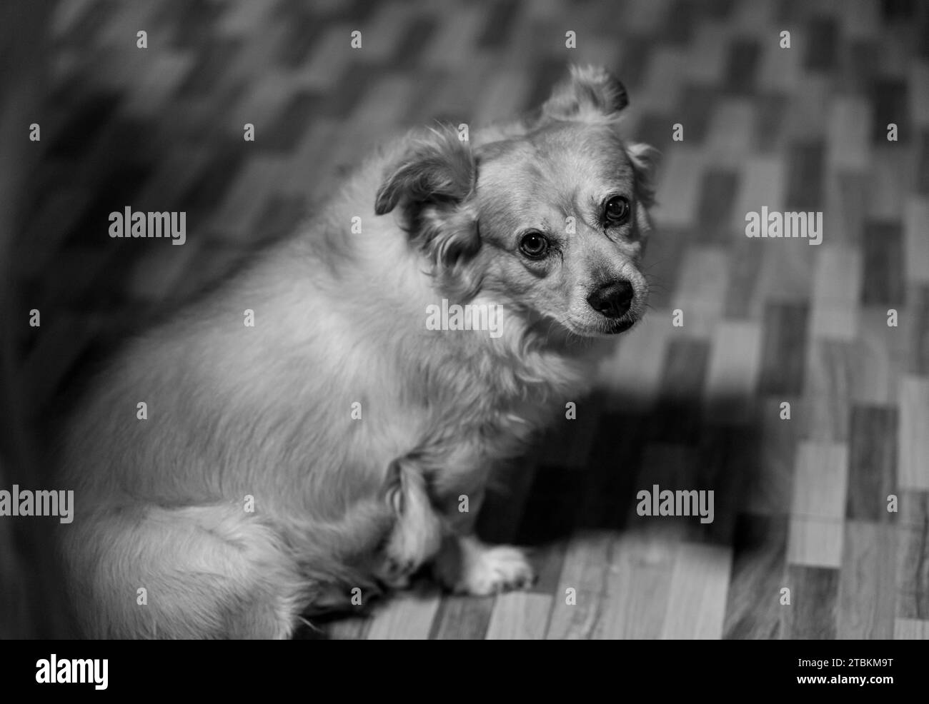 portrait of a dog sitting, inside a house Stock Photo - Alamy