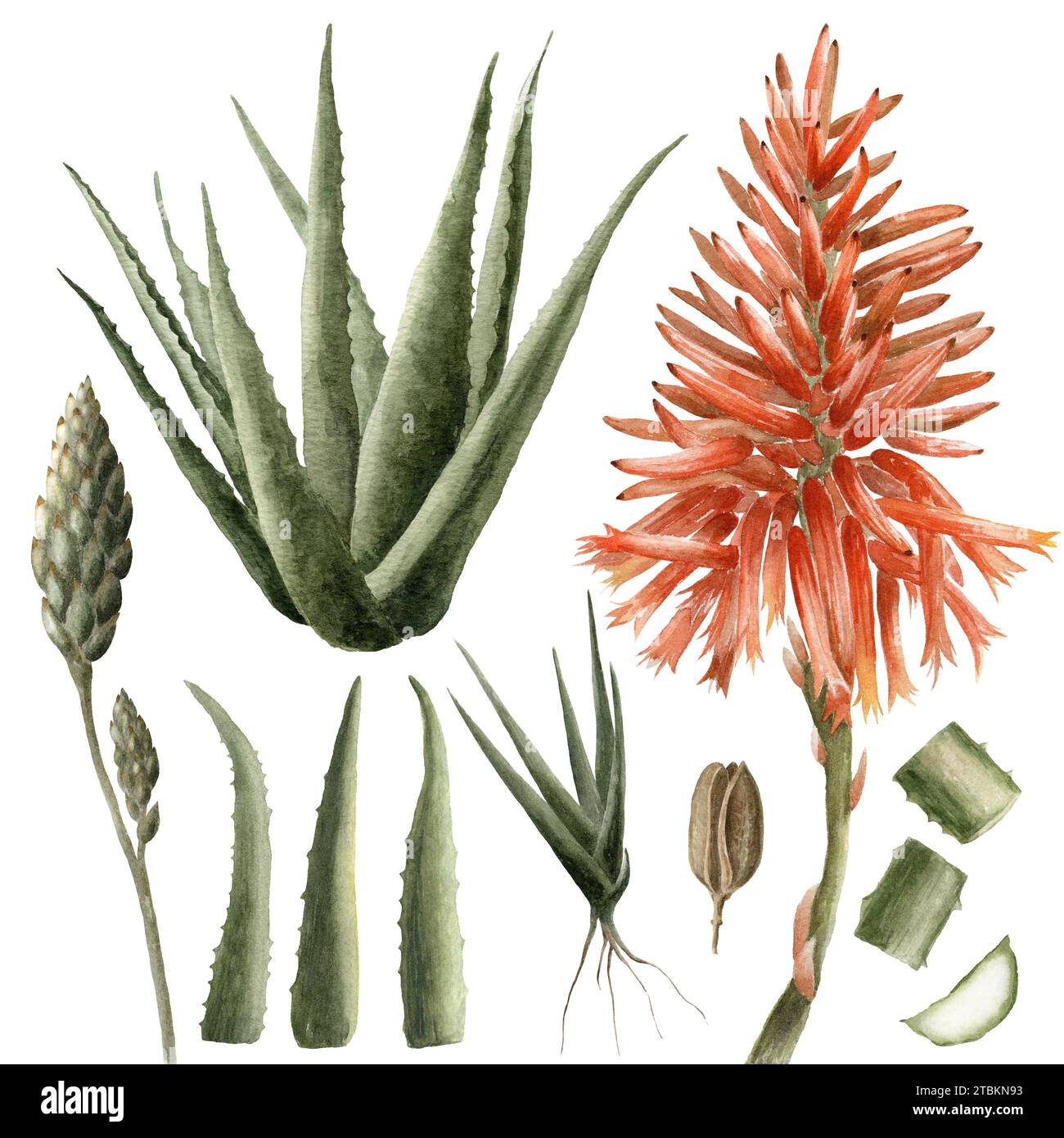 Aloe set leaves, flower, seed, buds watercolor hand drawn, isolated on ...