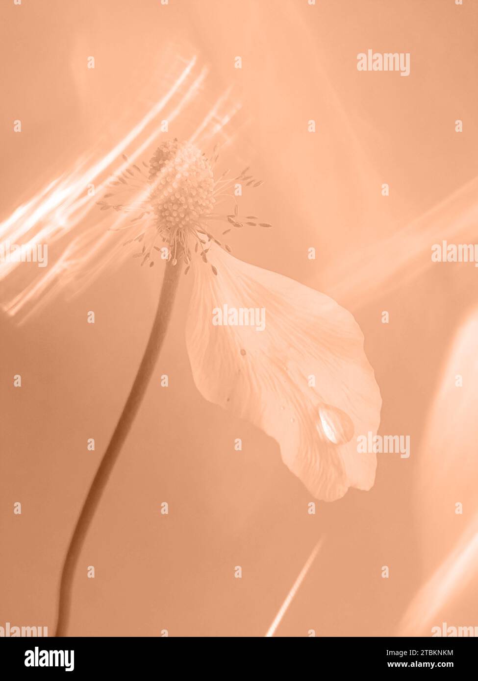 Peach fuzz is the color of the year 2024. Abstract floral texture toned ...