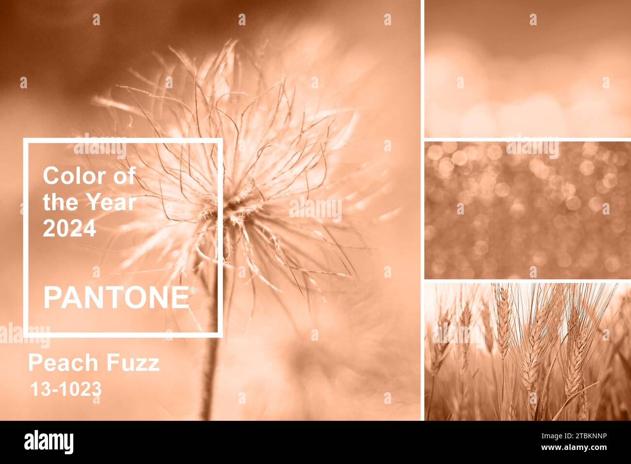 Trendy color of year 2024 - Peach Fuzz. Trendy color palette sample ...