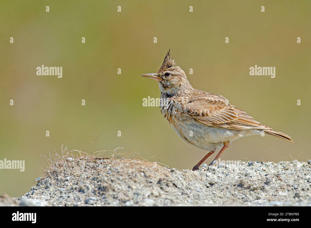 Crested Lark (Galerida cristata) on earthen ground. Yellow, blurred ...