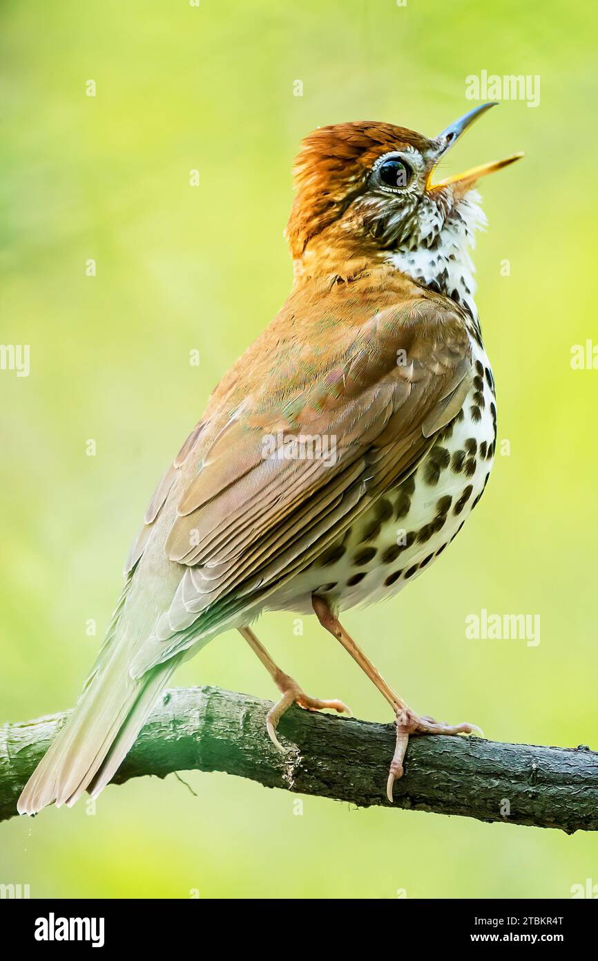 Singing bird close up hi-res stock photography and images - Alamy