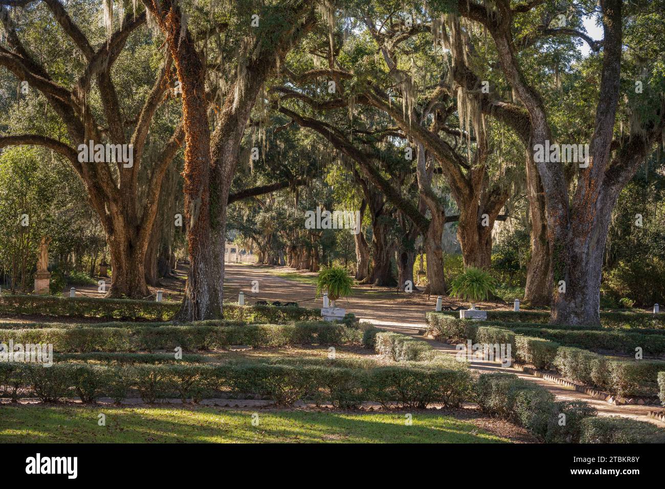 A photo of the gardens at the Rosedown plantation Stock Photo - Alamy