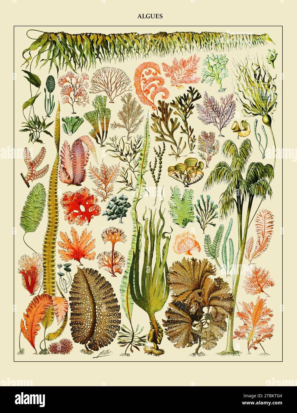 "Algae. Art by Adolphe Philippe Millot (1 May 1857, Paris ?18 December ...