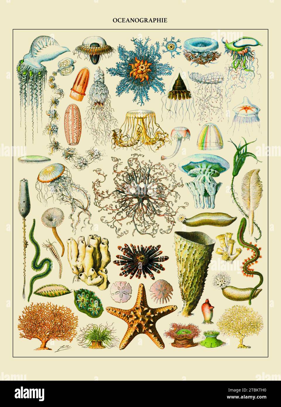 Millot hi-res stock photography and images - Alamy