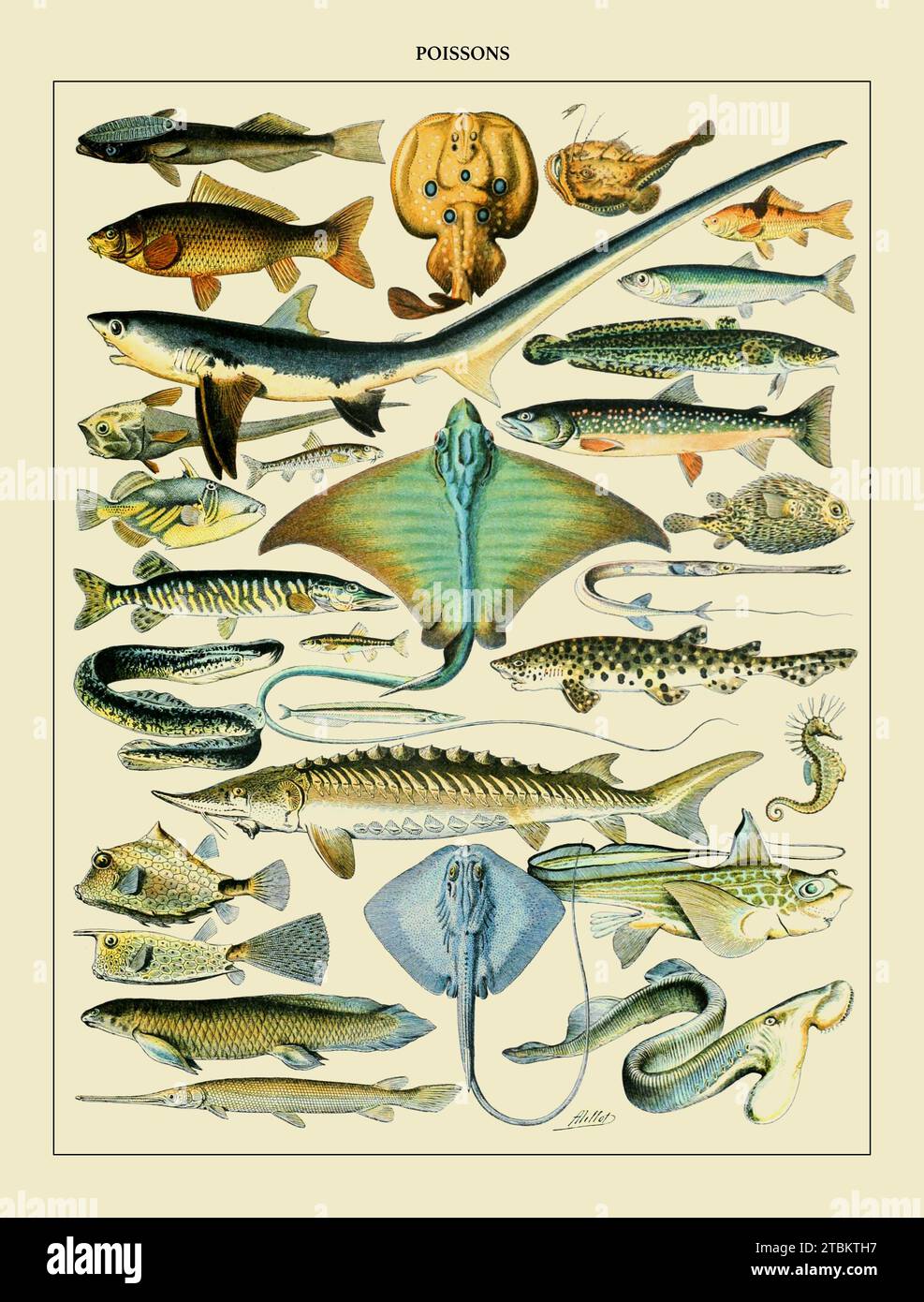 "Fish. Art by Adolphe Philippe Millot (1 May 1857, Paris ?18 December ...