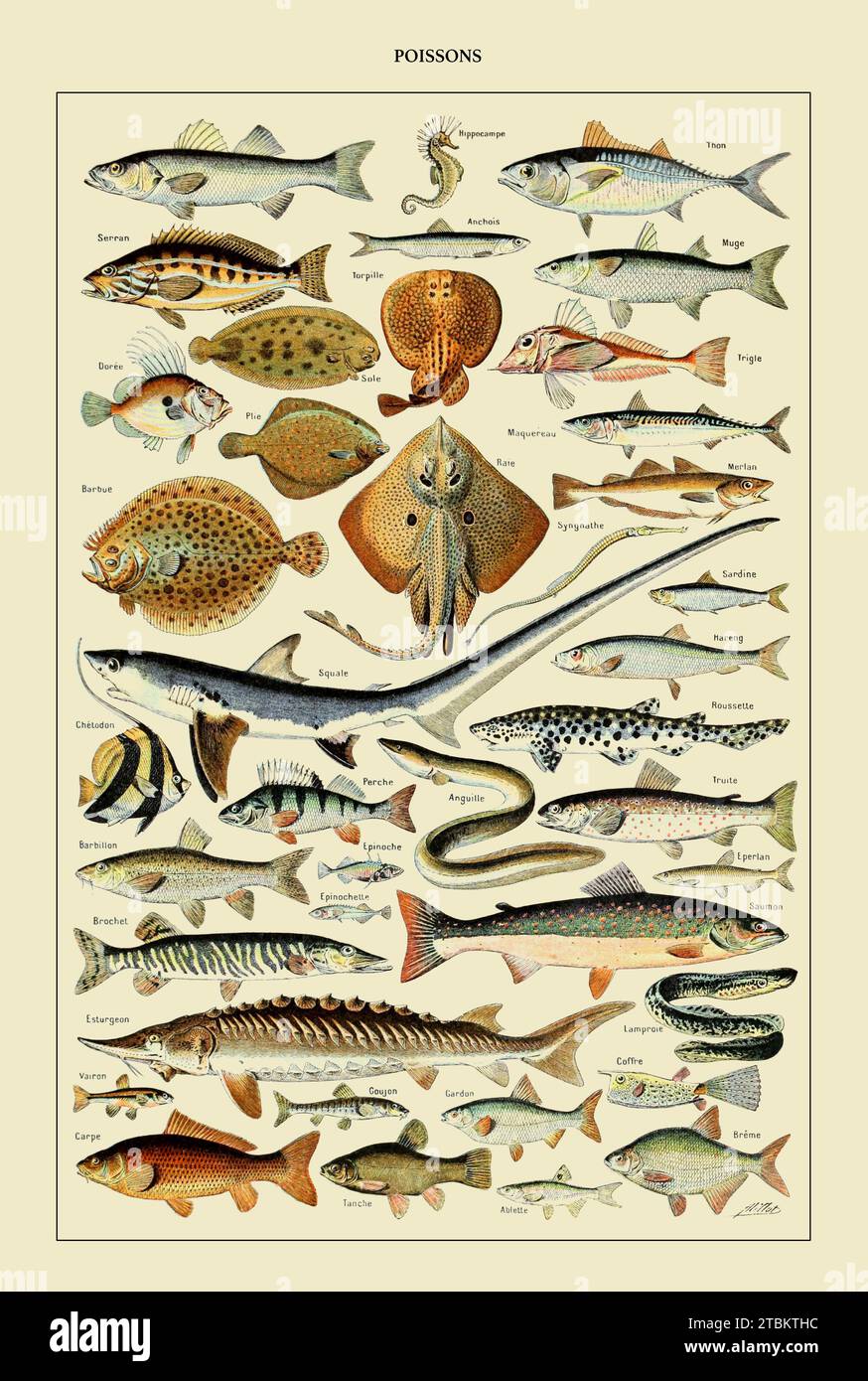 "Fish. Art by Adolphe Philippe Millot (1 May 1857, Paris ?18 December ...