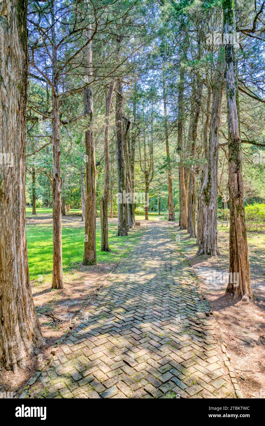 The tree lined walkway leading from Rowan Oak, the home of William ...