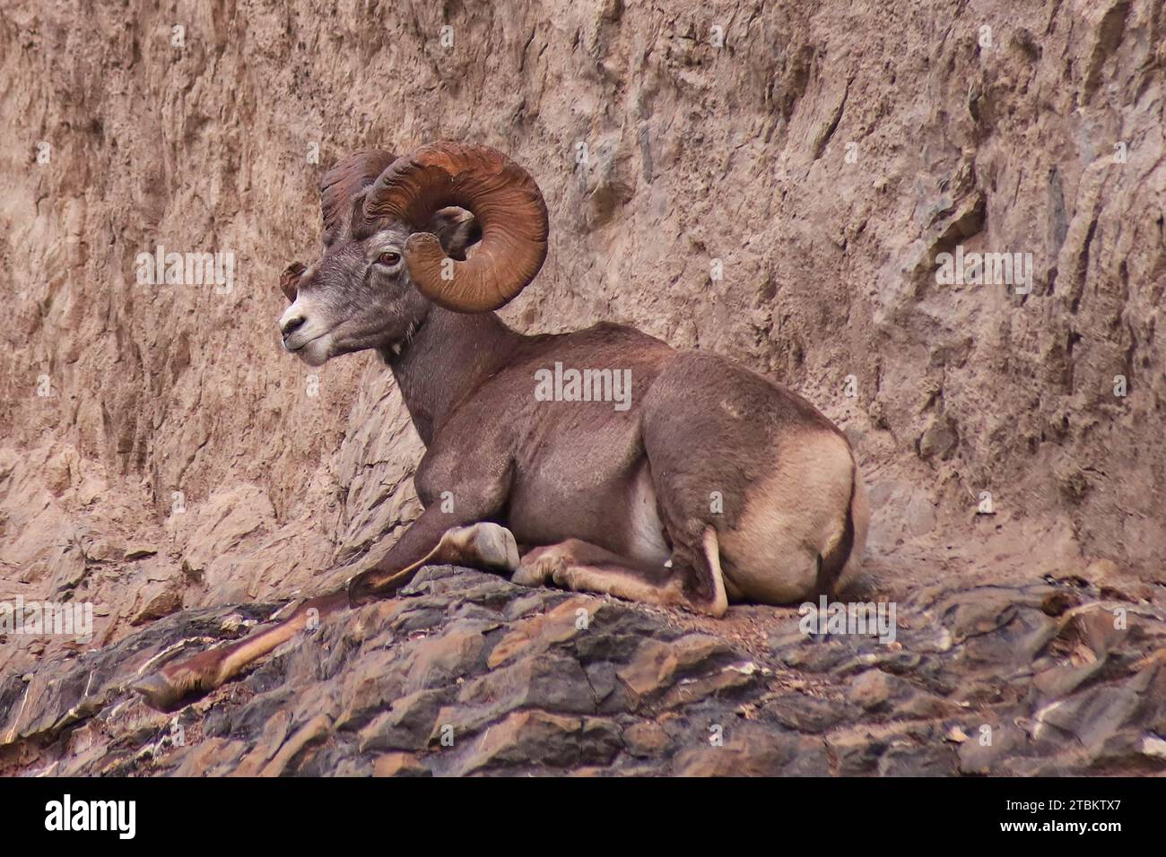 Bighorn Sheep from my Summer in Jasper. It was laying up a rock wall ...