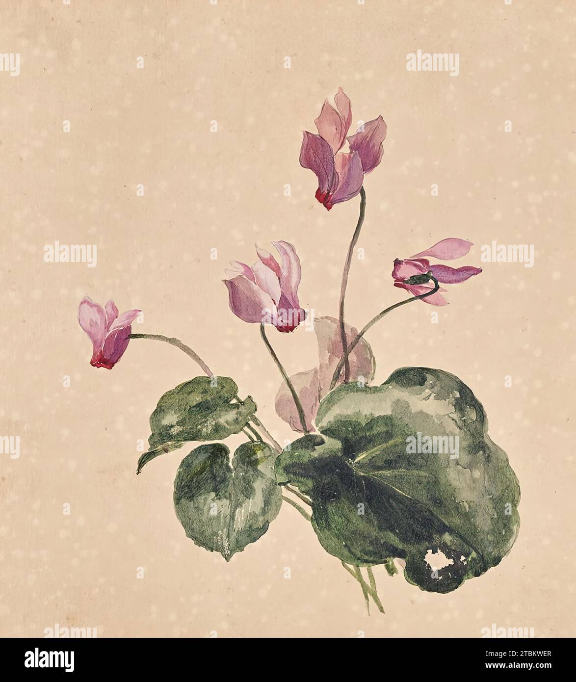 Cyclamen painting hi-res stock photography and images - Alamy