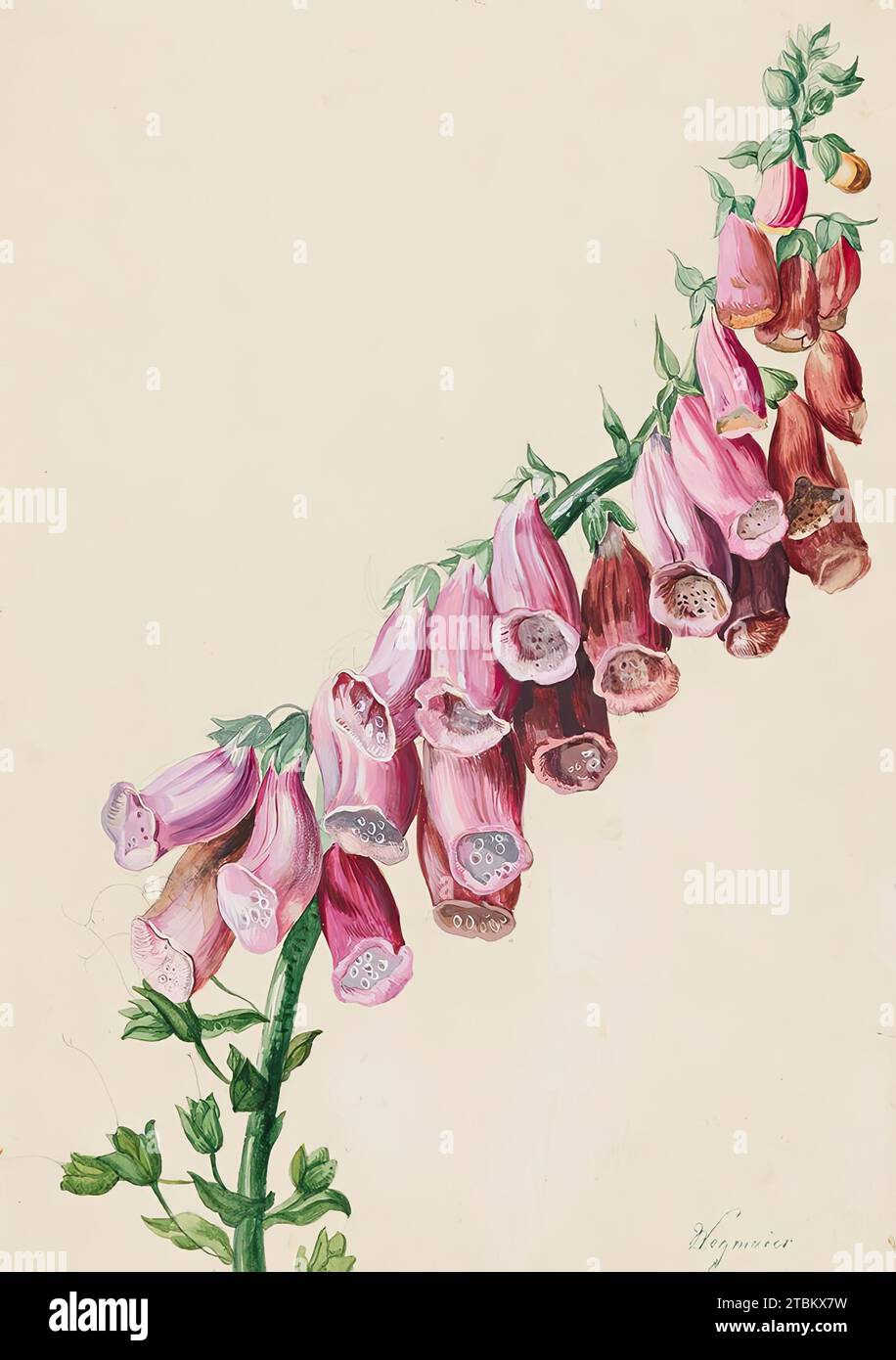 Austrian foxglove hi-res stock photography and images - Alamy