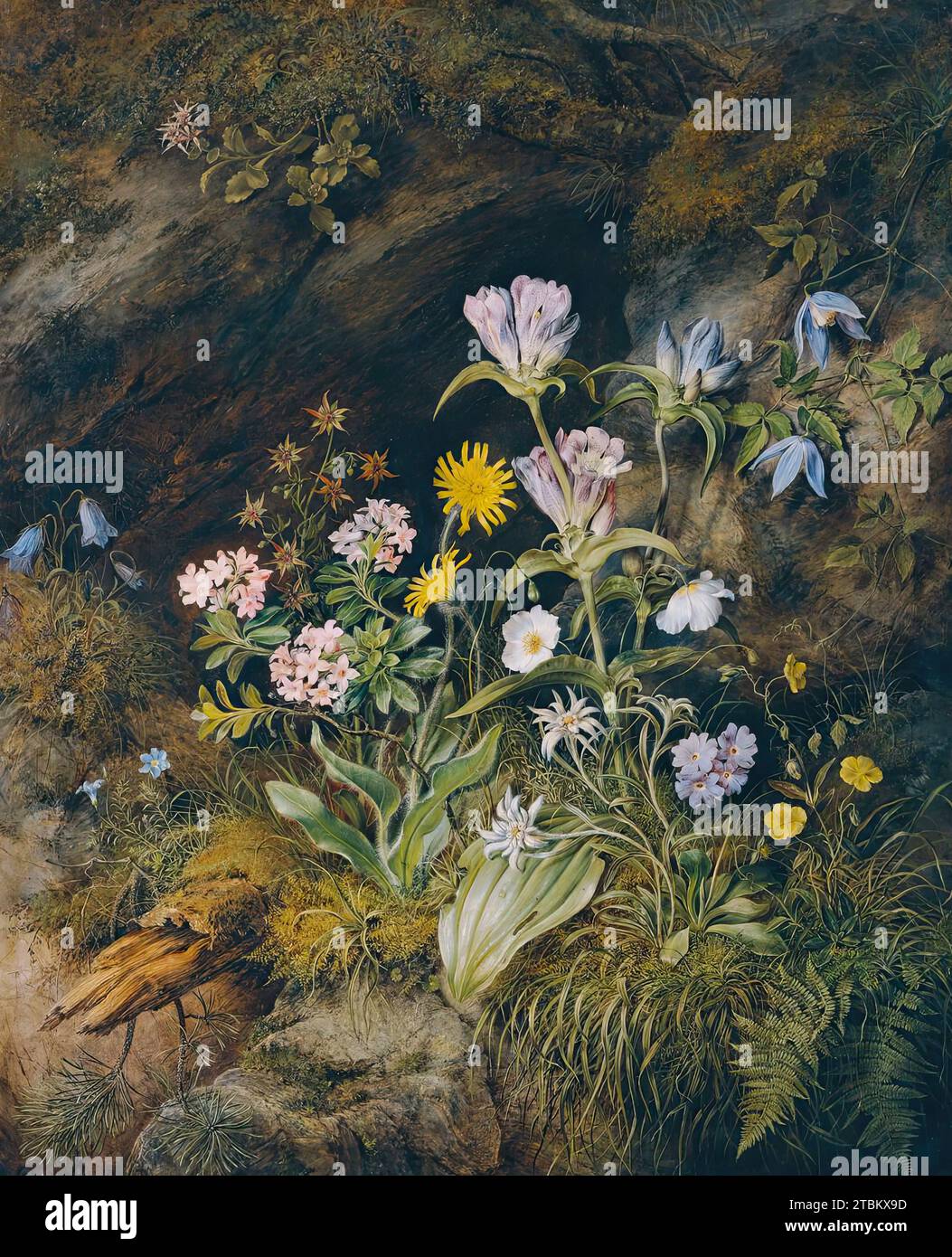 Alpine flora, 1853 Stock Photo - Alamy