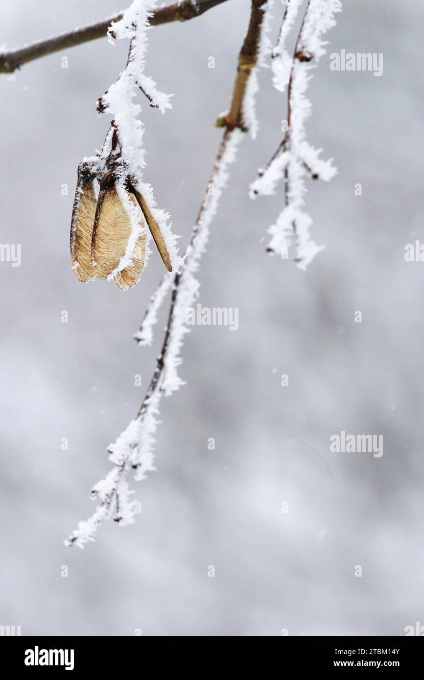 Maple tree winter hi-res stock photography and images - Alamy