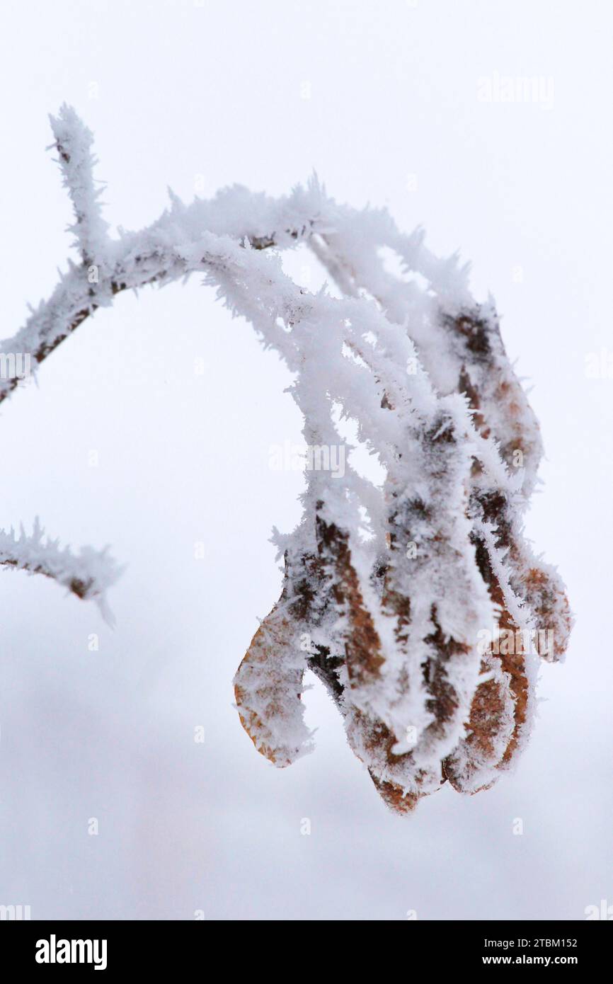 Maple tree in winter hi-res stock photography and images - Alamy