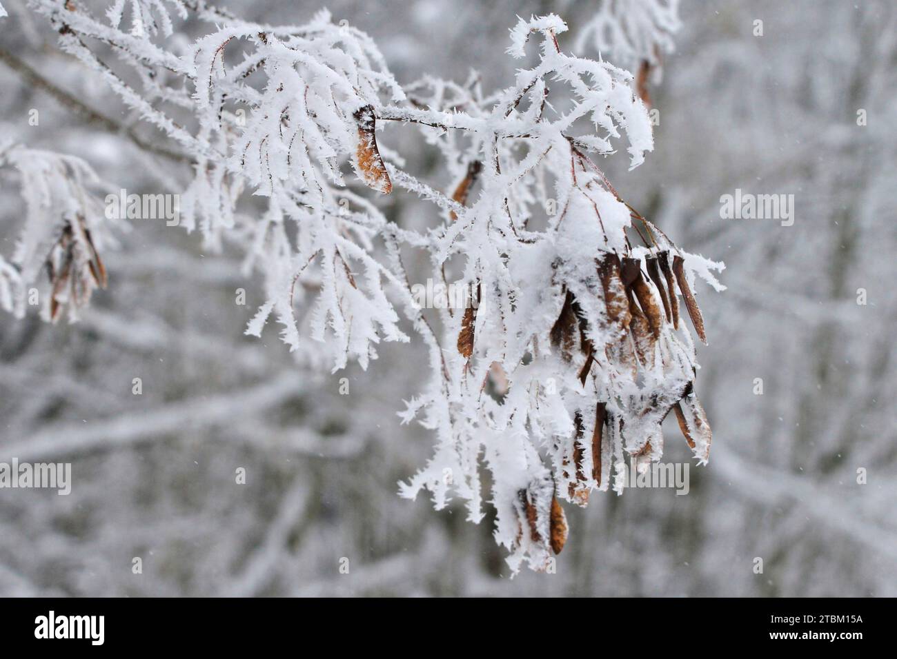 Maple tree in winter, Germany Stock Photo - Alamy