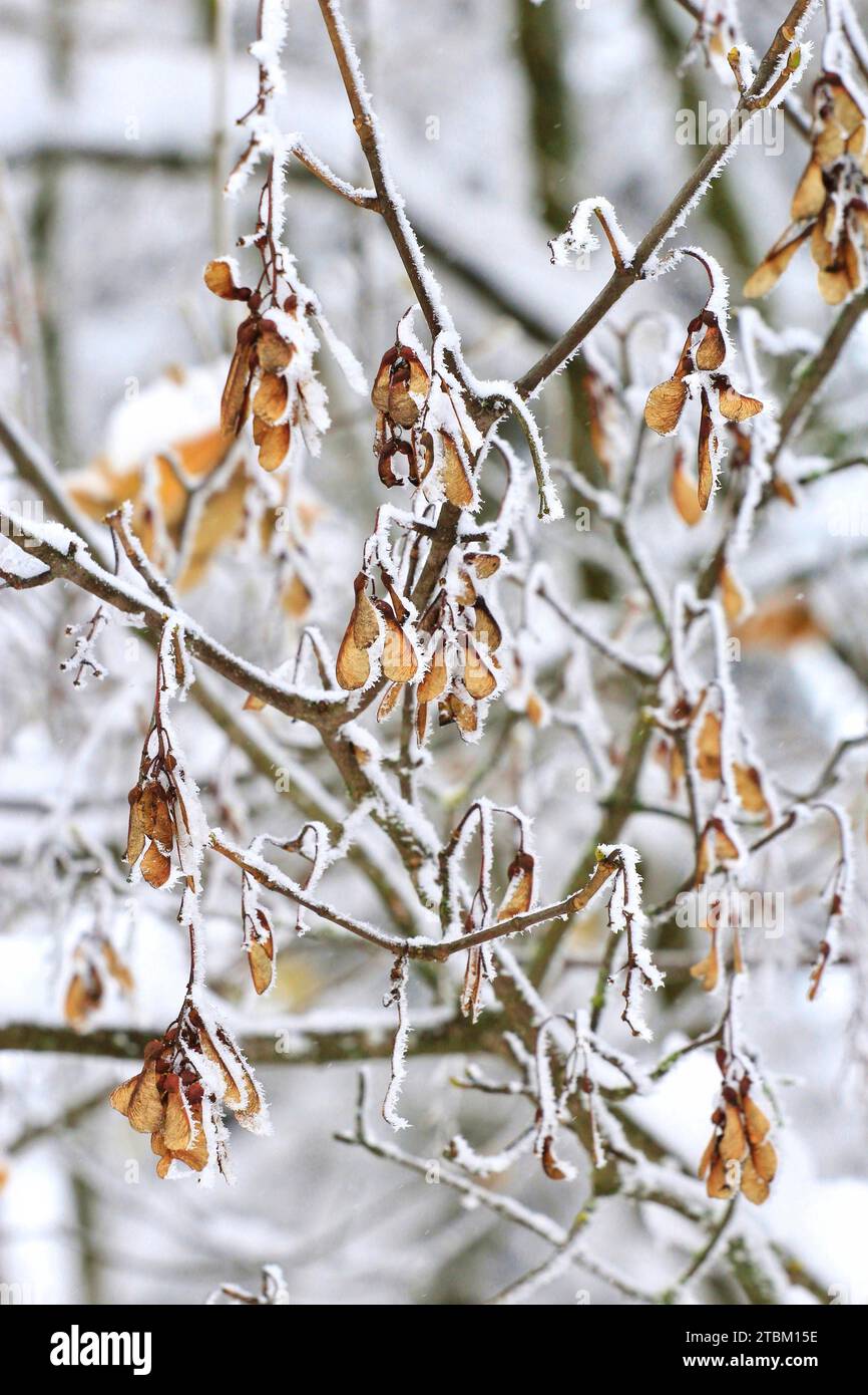 Maple tree in winter, Germany Stock Photo - Alamy