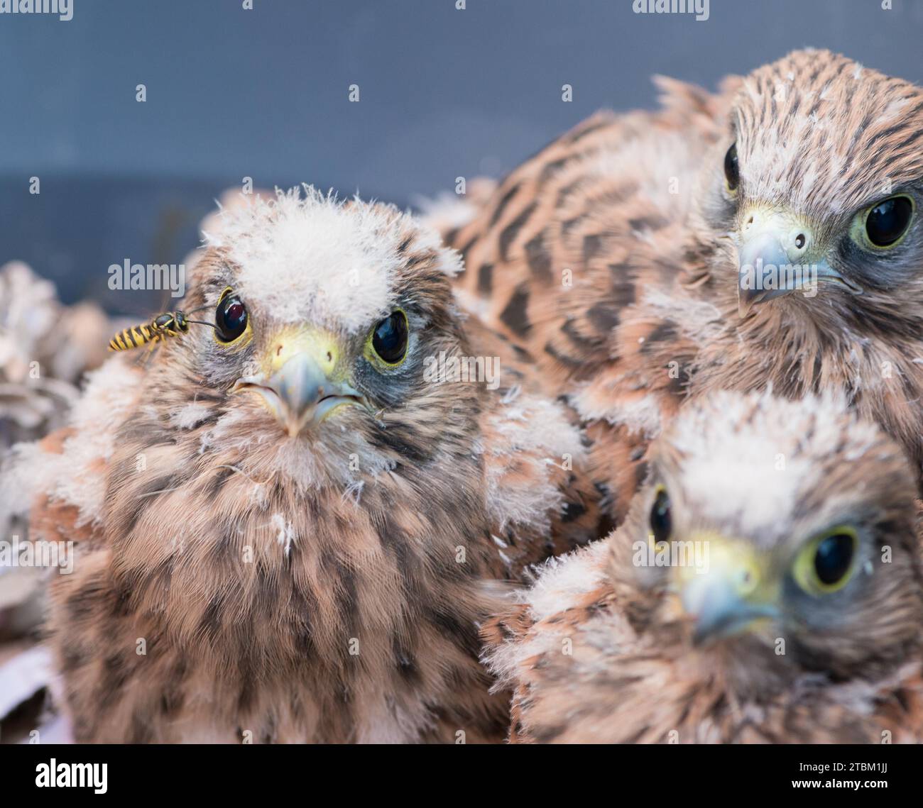 Three young common kestrels (Falco tinnunculus) fallen from the nest, 3 ...