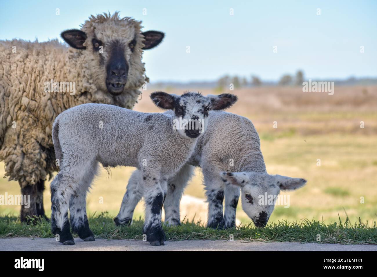 Piebald sheep hi-res stock photography and images - Alamy