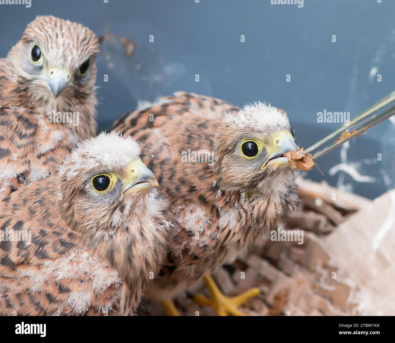 Three young common kestrels (Falco tinnunculus) fallen out of the nest ...
