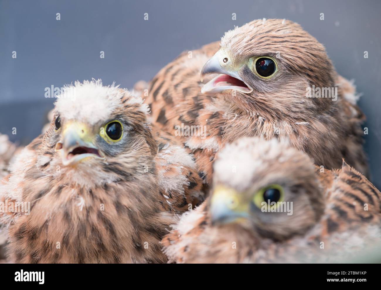 Three young common kestrels (Falco tinnunculus) fallen from the nest, 3 ...