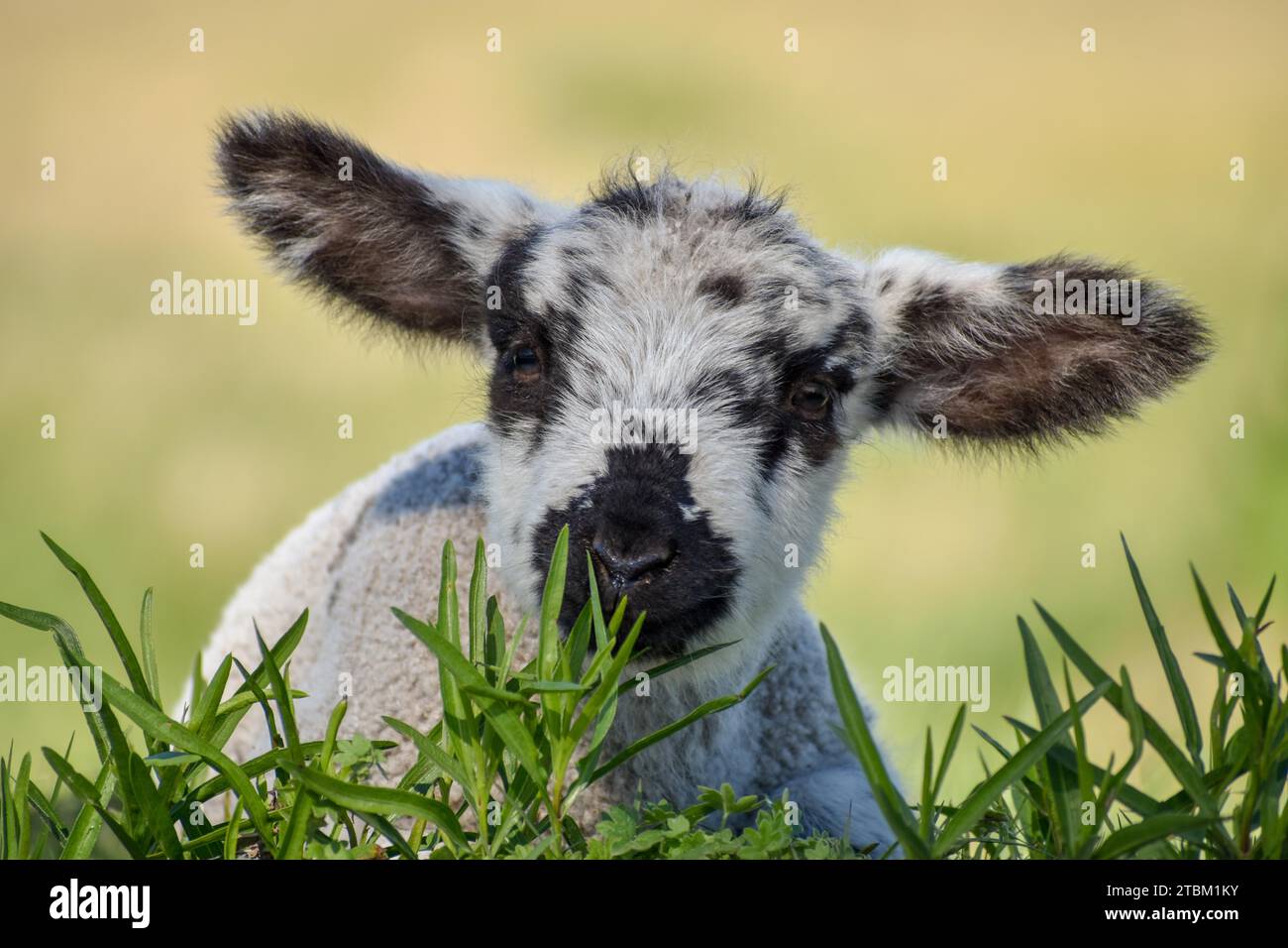 Portrait of a lamb with pied coat in the meadow, Buenos Aires province ...