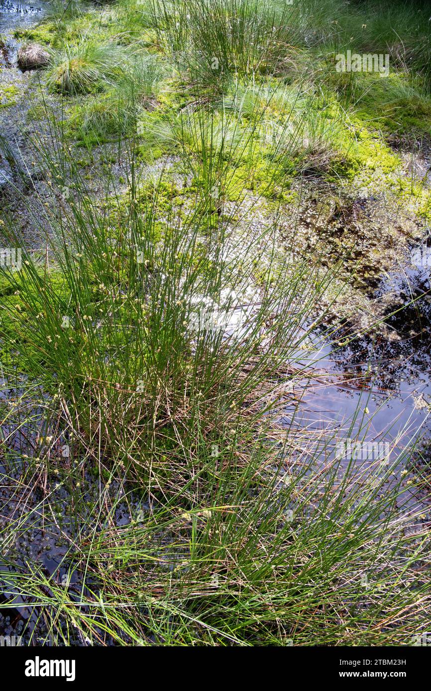 Soft rush (Juncus effusus), grows together with peat moss (Sphagnum) in ...