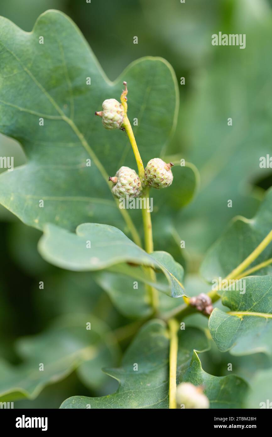 English oak (Quercus robur), unripe acorns on a branch, Velbert, North ...