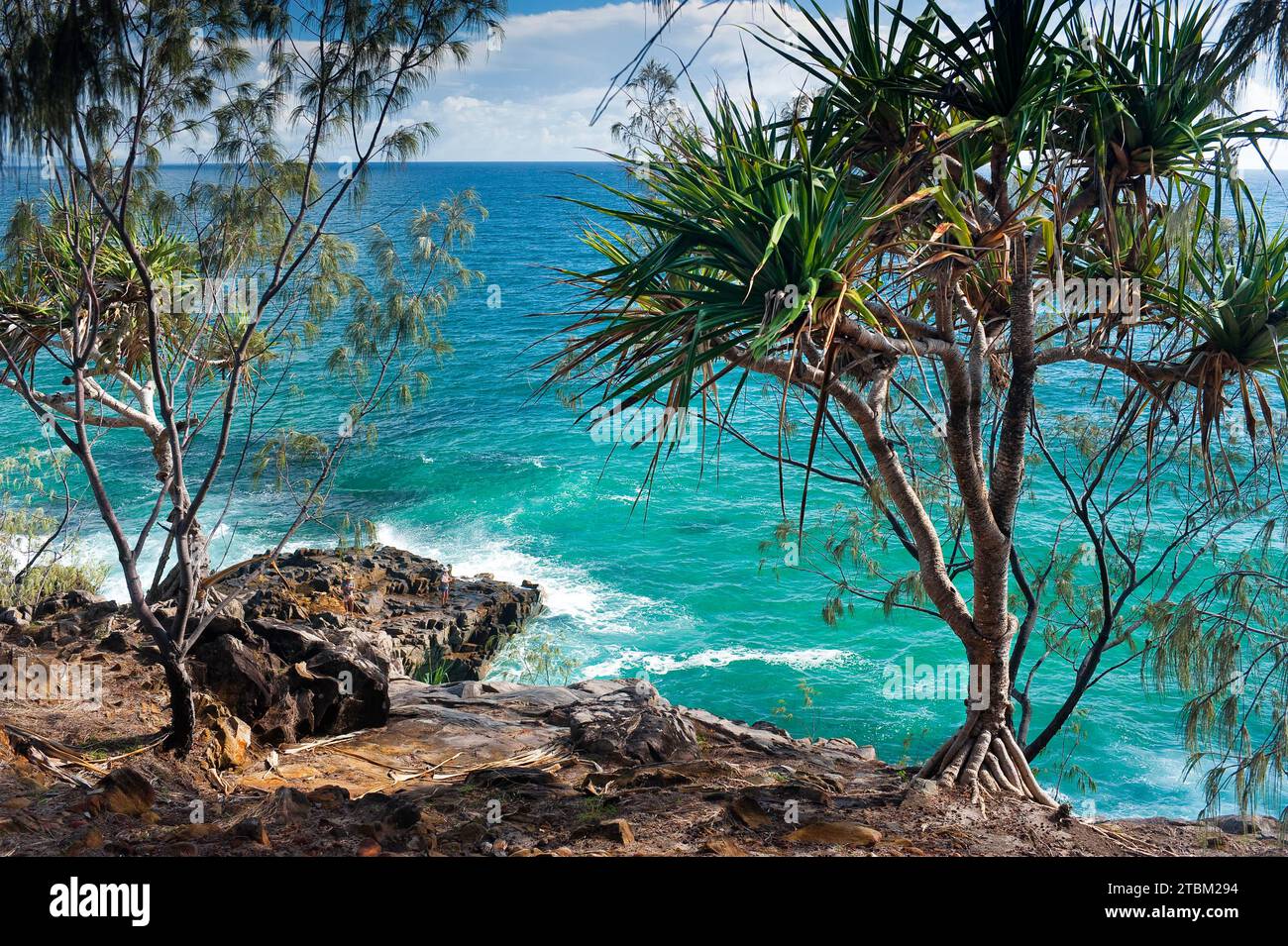 Coastal walk in Noosa heads with mangrove tree, holiday, travel, coast ...