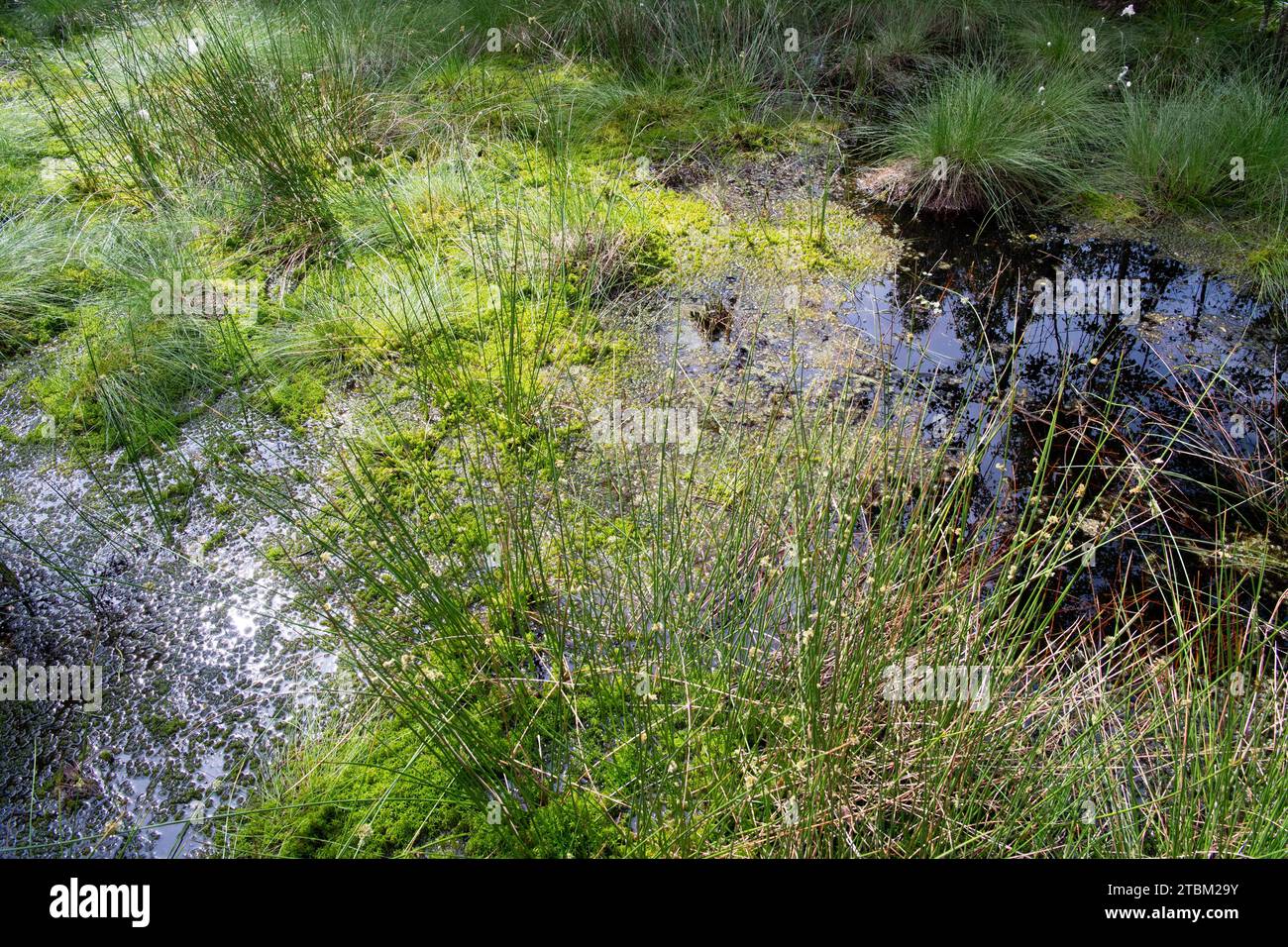 Soft rush (Juncus effusus), grows together with peat moss (Sphagnum) in wet moorland, Lower ...