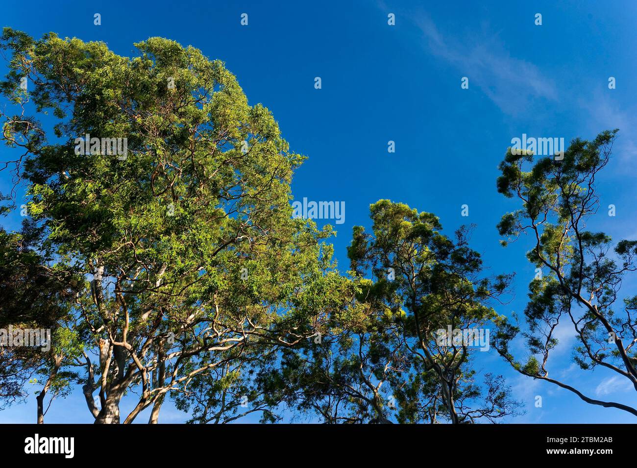 Eucalyptuses (Eucalyptus), tree, eucalyptus, flora, on the east coast ...