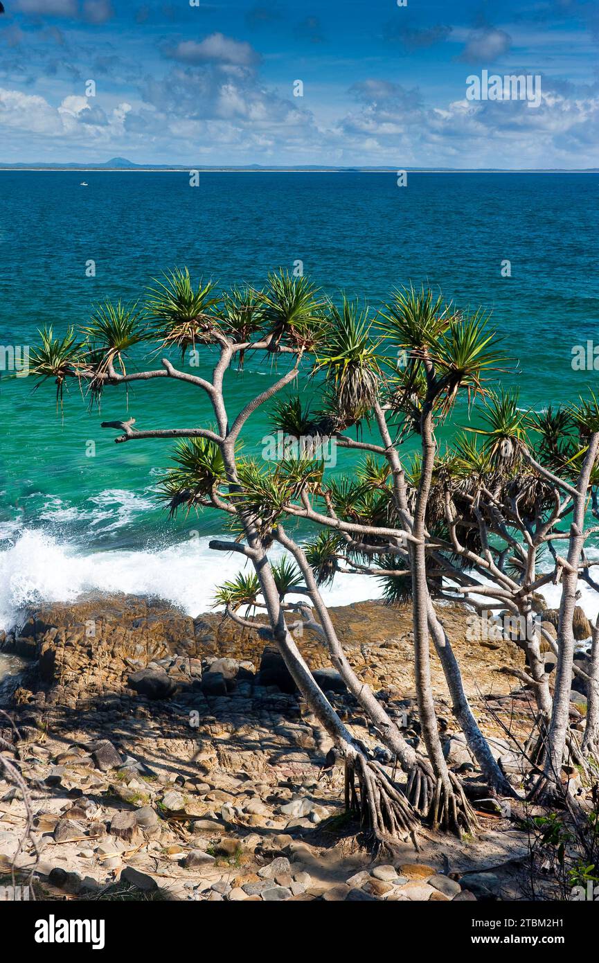 Coastal walk in Noosa heads with mangrove tree, holiday, travel, coast ...