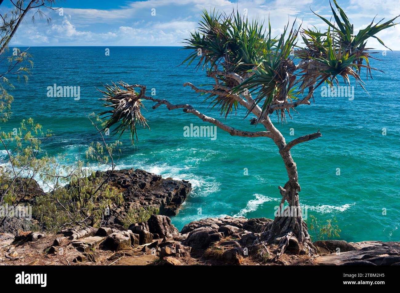 Coastal walk in Noosa heads with mangrove tree, holiday, travel, coast ...