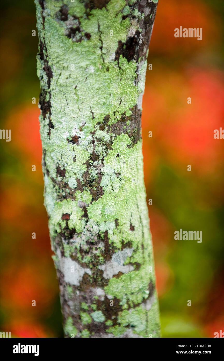 Tree trunk with moss, Tree, Patina, Lichen, Detail, Coloured, Nature ...