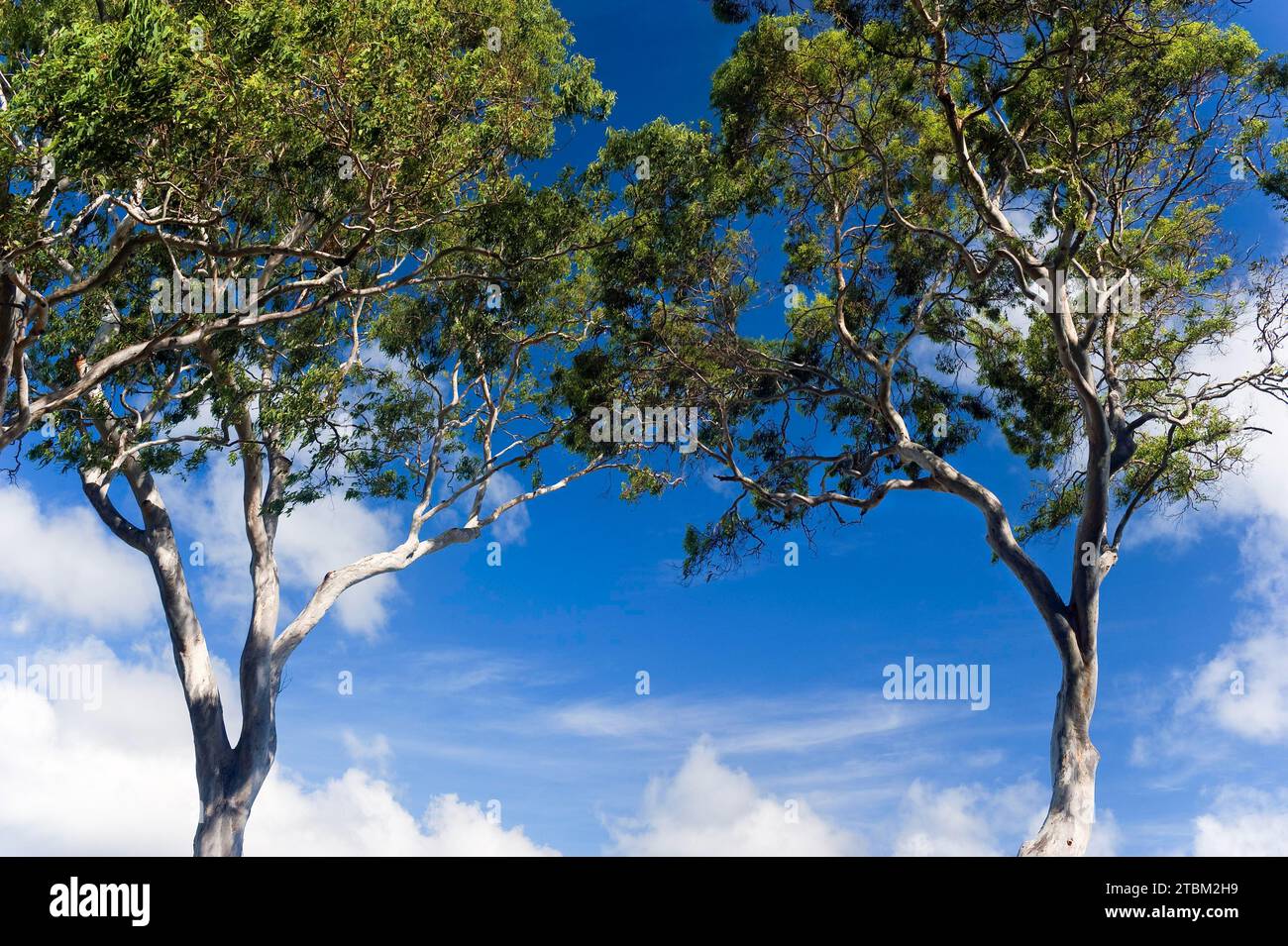 Eucalyptuses (Eucalyptus), tree, eucalyptus, flora, on the east coast ...
