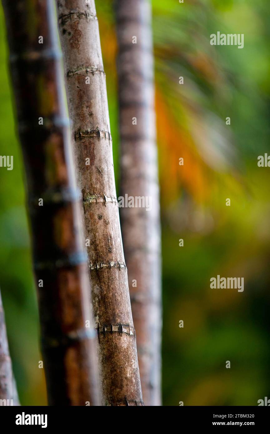 Palm, palm trunk, tree trunk, plant, flora, decoration, detail, trunk ...