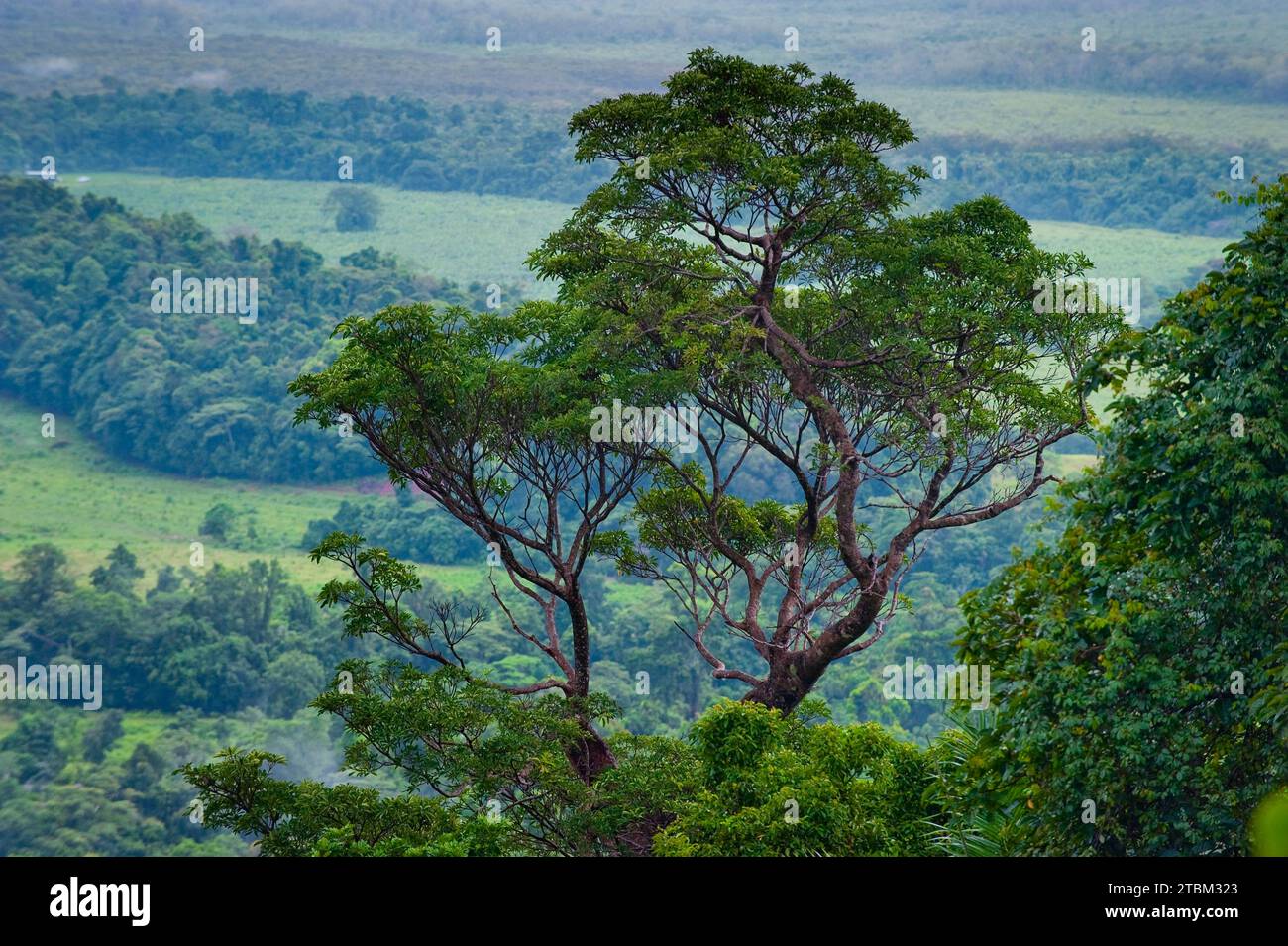 Tree, flora, rainforest, jungle, tropical forest, tropics, rain, nature ...