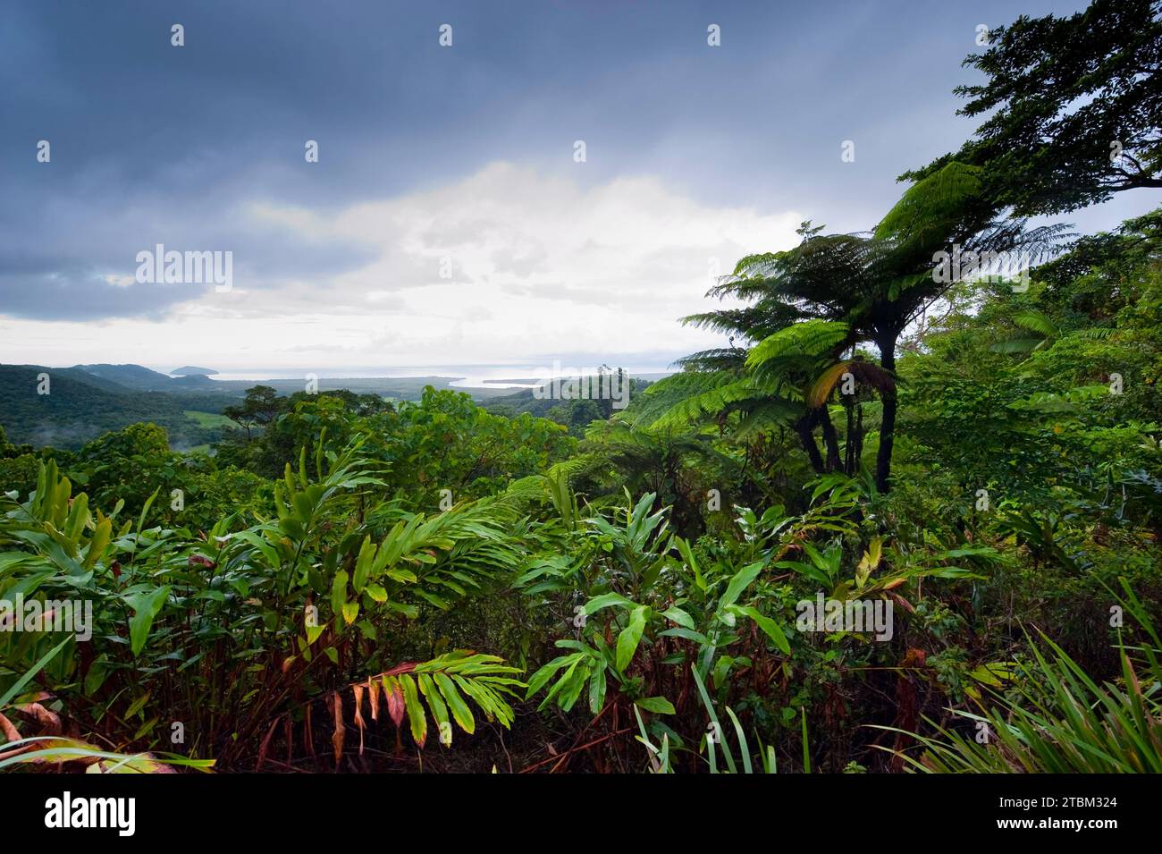 Rainforest, jungle, tropical forest, tropics, rain, nature, landscape ...