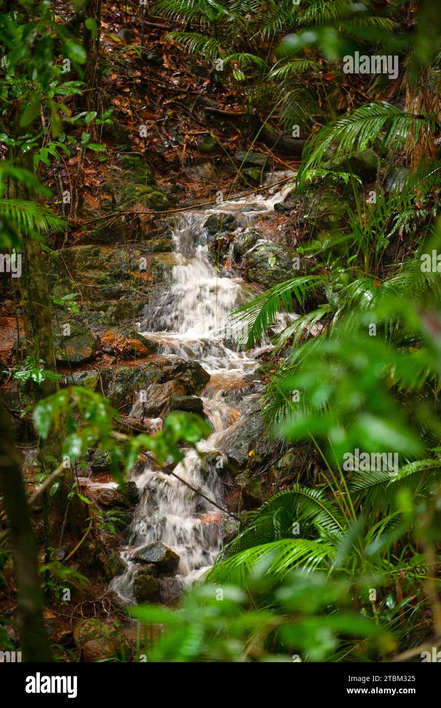 Rivulet, water, stream, fresh water, rainforest, tropical forest in ...