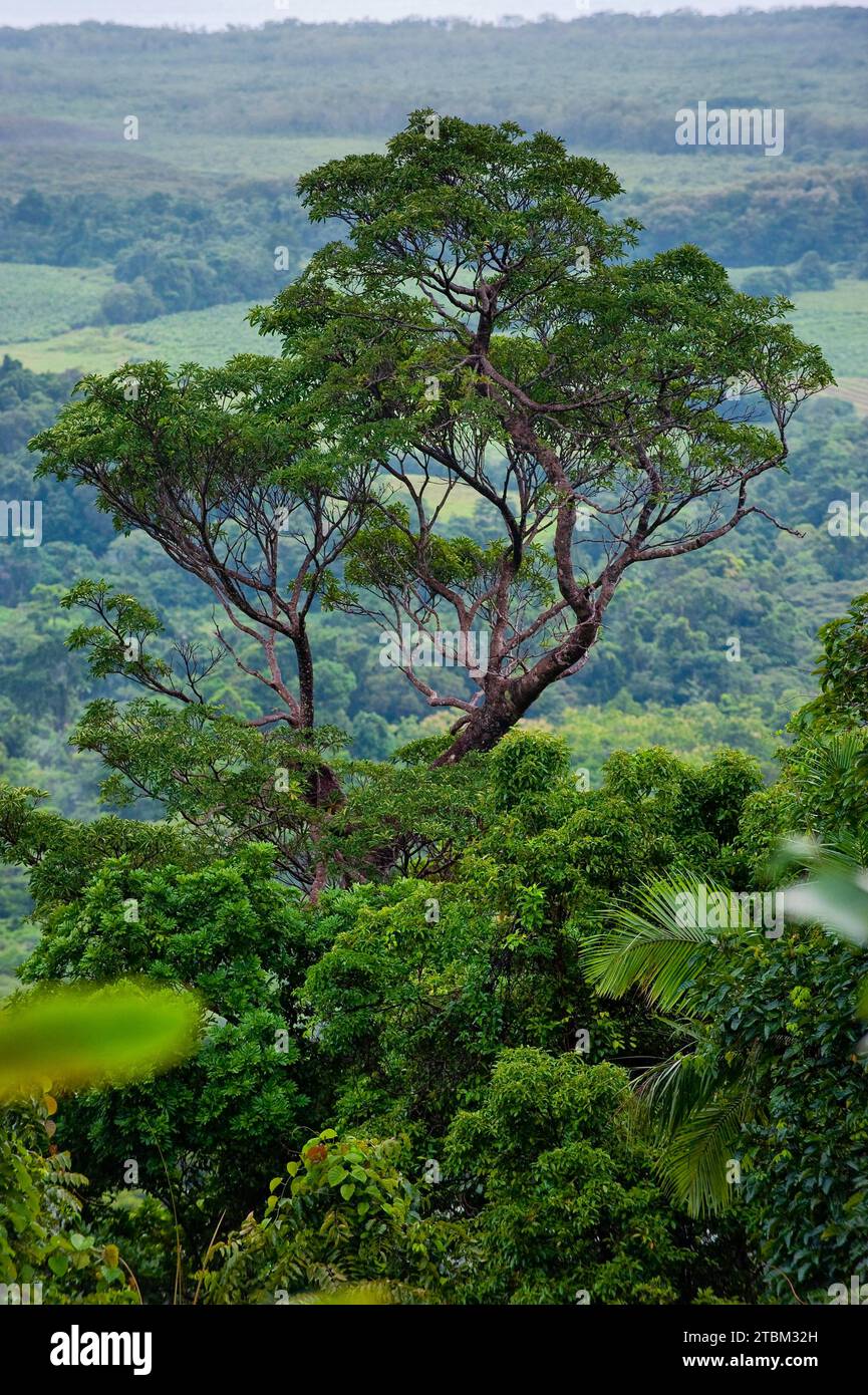 Tree, flora, rainforest, jungle, tropical forest, tropics, rain, nature ...