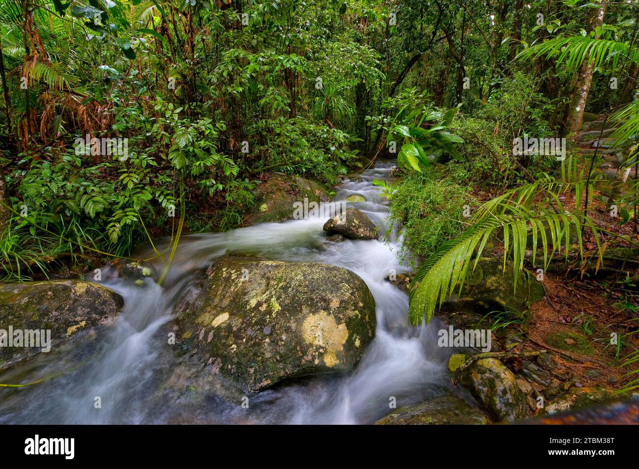 River course, water, stream, river, movement, flowing, jungle ...