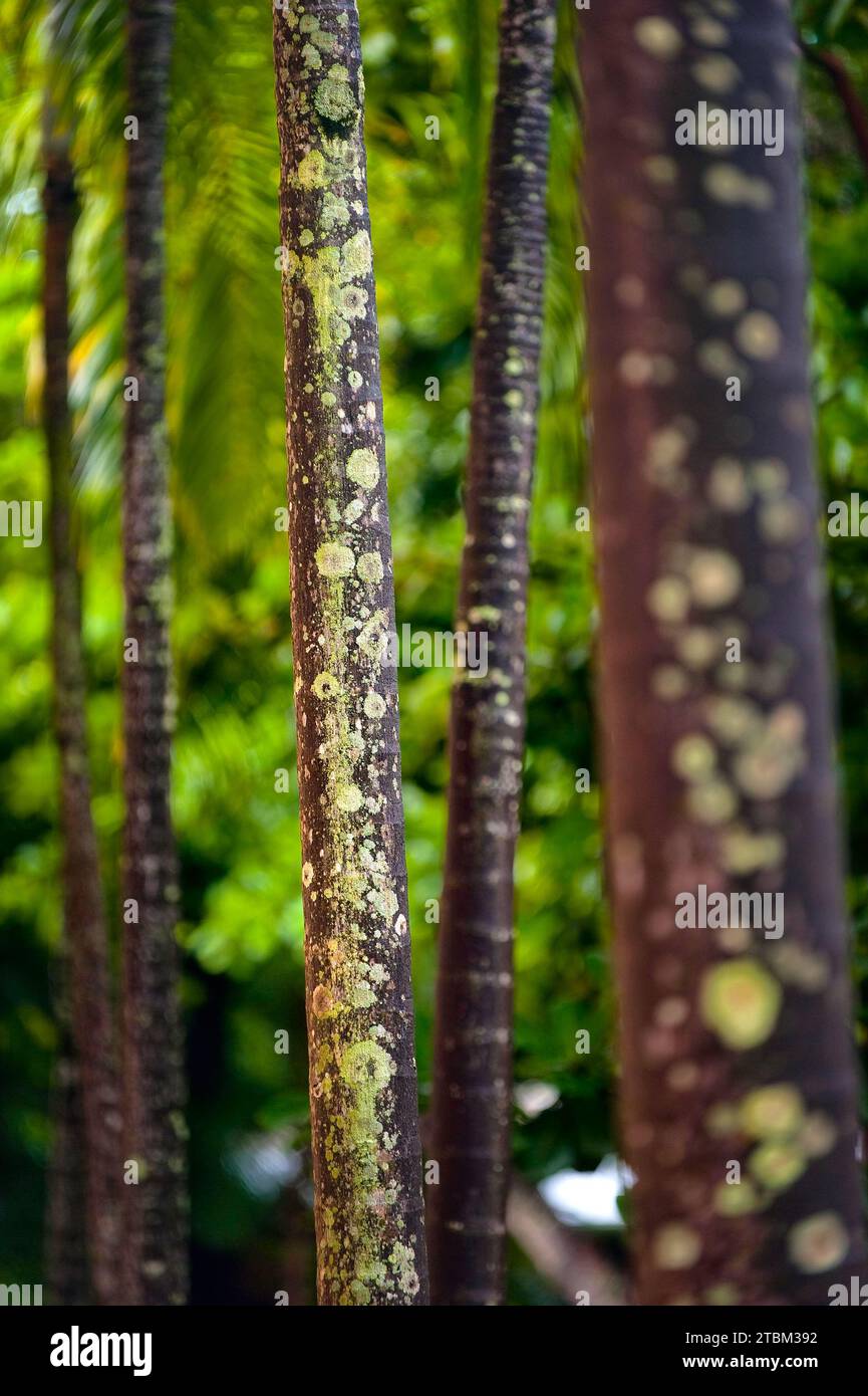 Palm, palm trunk, tree trunk, plant, flora, decoration, detail, trunk ...
