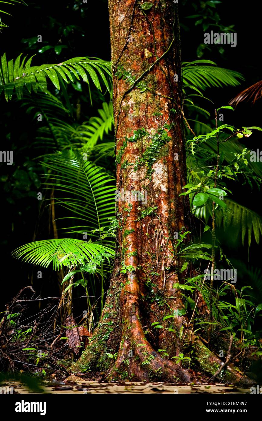Trunk of a tropical tree, tree with structure, moss and palm leaf ...