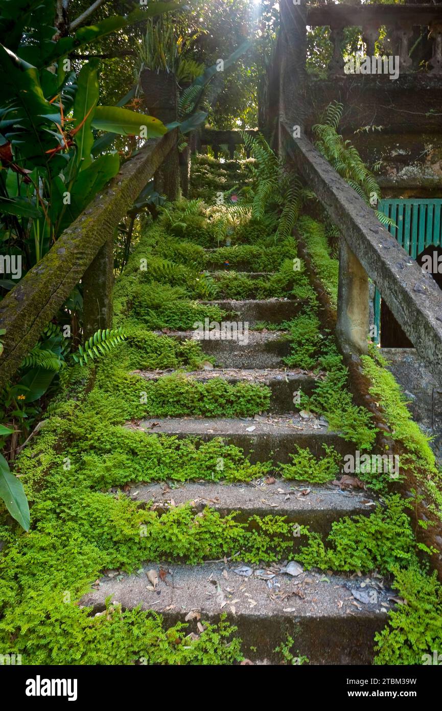 Overgrown gardens hi-res stock photography and images - Alamy