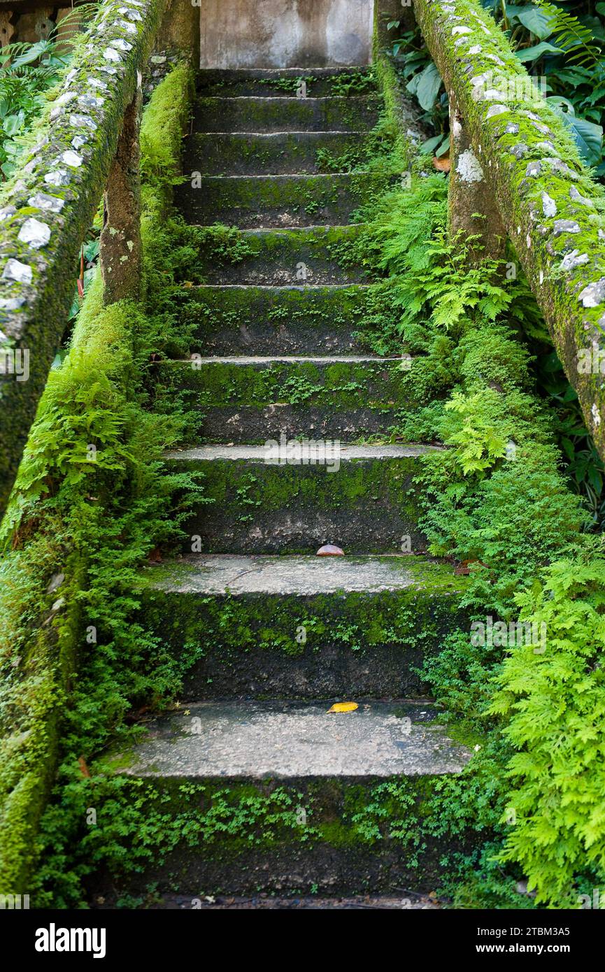 Overgrown mossy, dilapidated staircase, path, steps, Paronella Park ...