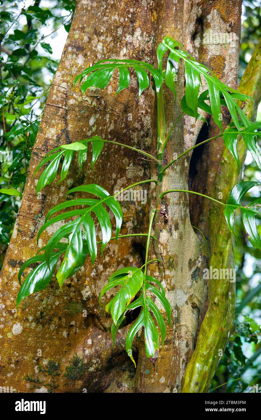 Tropical plant on tree trunk, rainforest, vegetation, rainforest ...