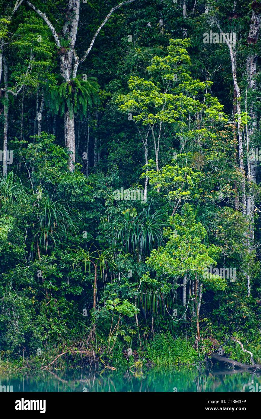 Australian jungle, rainforest with crater lake Lake Eacham, Atherton ...